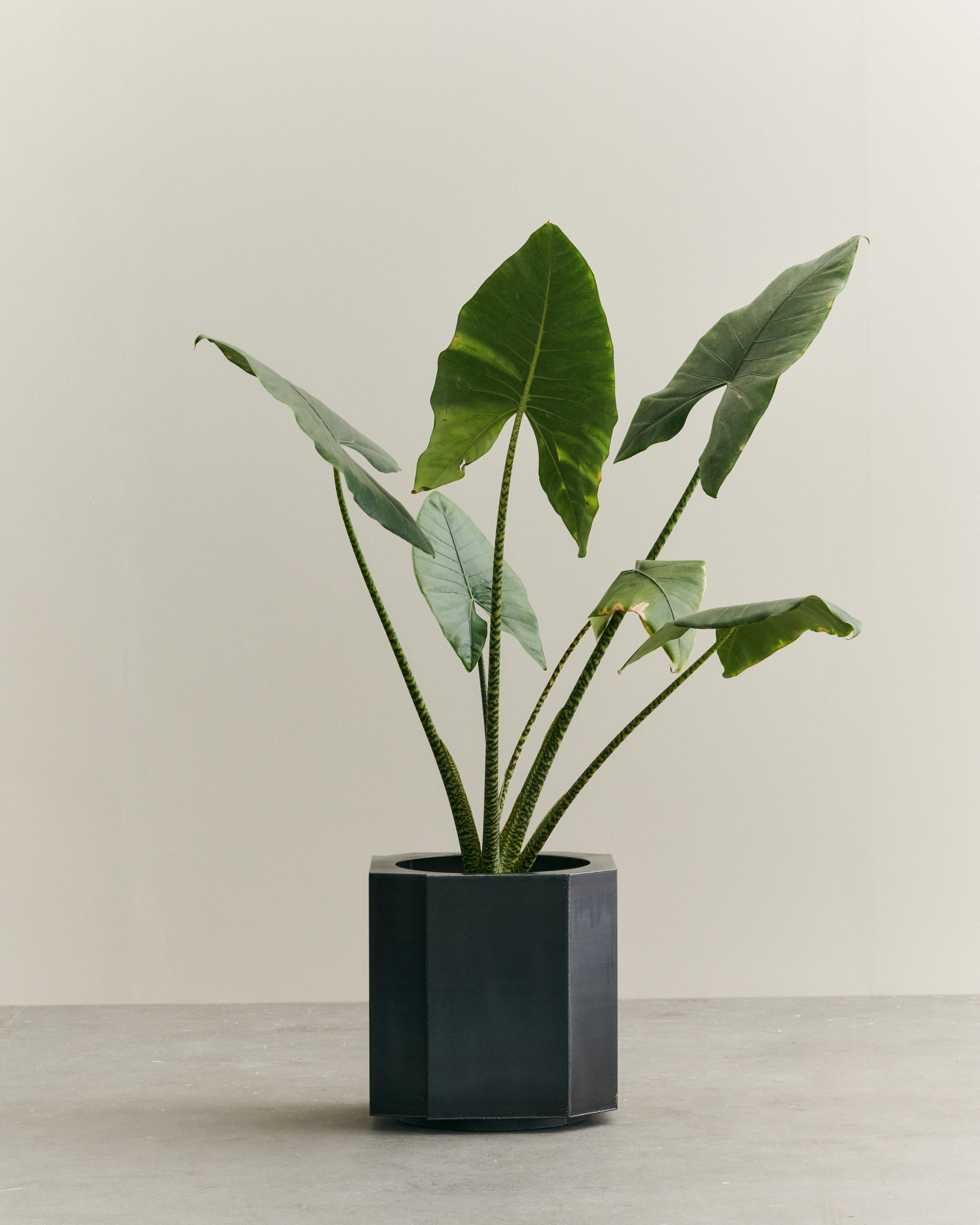 FUNKI POT LARGE – LOUISE ROE